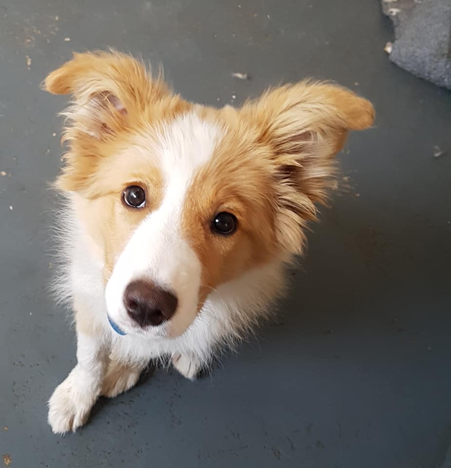 Ashenhurst Kennels – Luxury boarding kennels based near Leek, Staffordshire