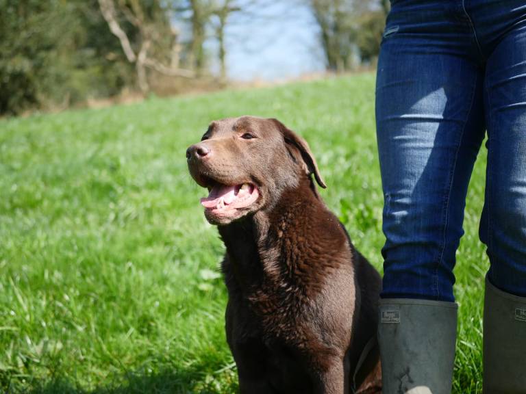 Ashenhurst Kennels – Luxury boarding kennels based near Leek, Staffordshire