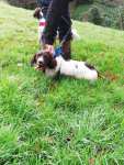 Ashenhurst Kennels – Luxury boarding kennels based near Leek, Staffordshire